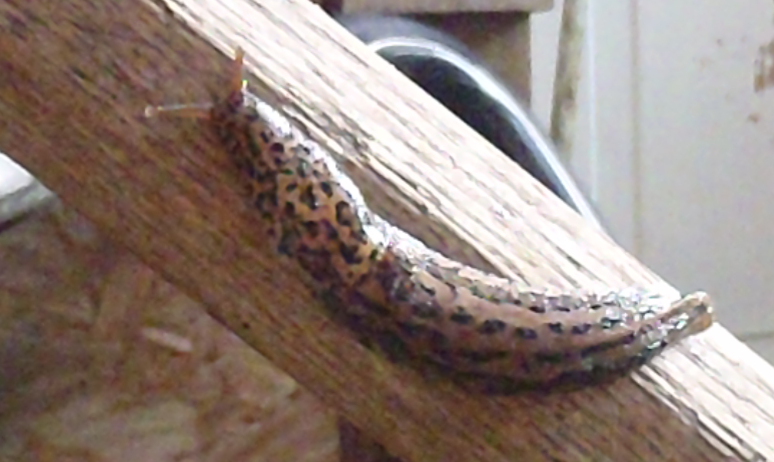 Permaculture Approaches: Problems into Solutions, Slugs into Ducks ...