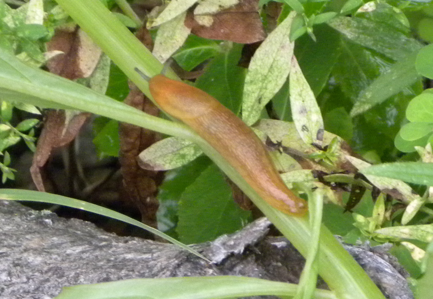 Permaculture Approaches: Problems into Solutions, Slugs into Ducks ...