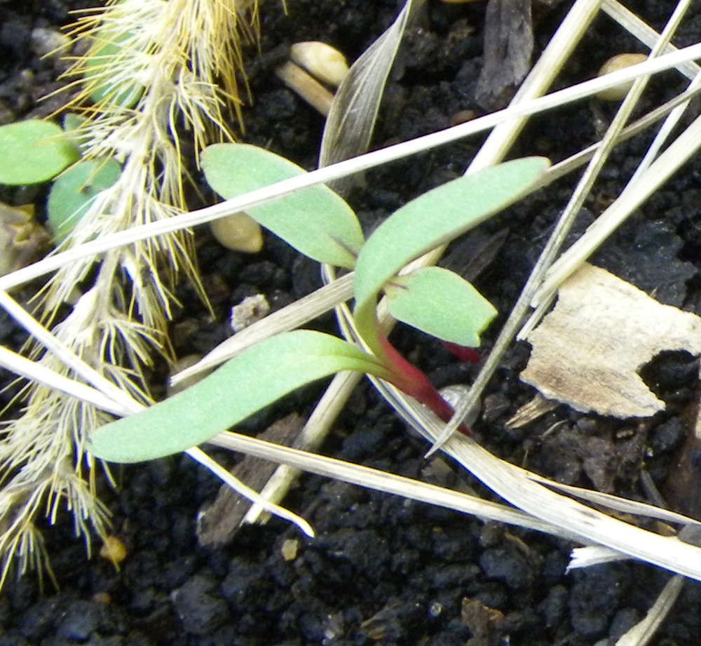The Miracle of (Plant) Birth | Living Land Permaculture