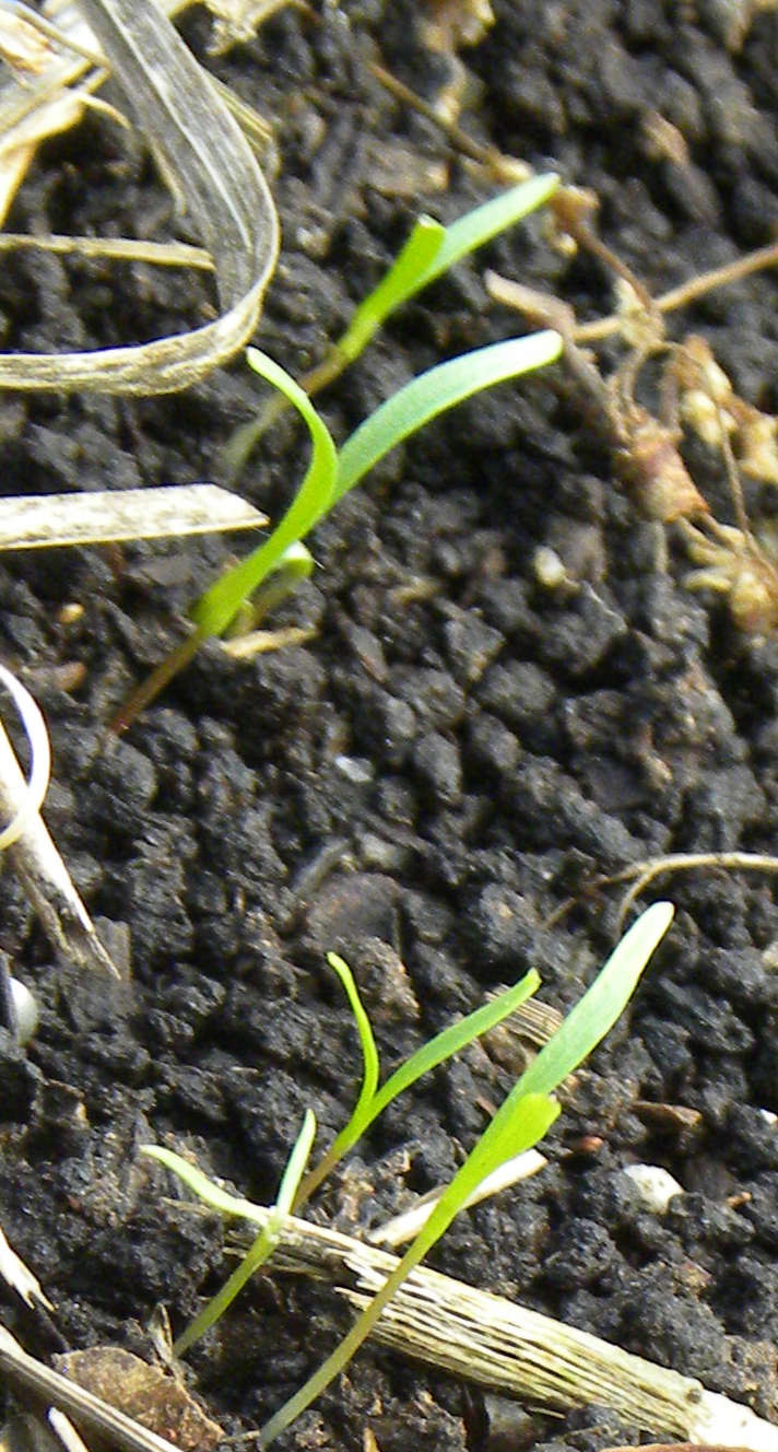 The Miracle of (Plant) Birth | Living Land Permaculture