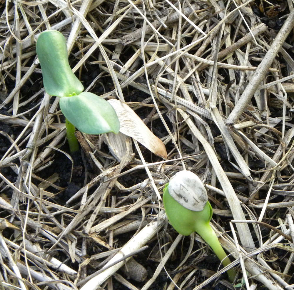 The Miracle of (Plant) Birth | Living Land Permaculture