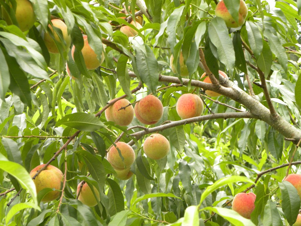 Celebrating My Peaches | Living Land Permaculture