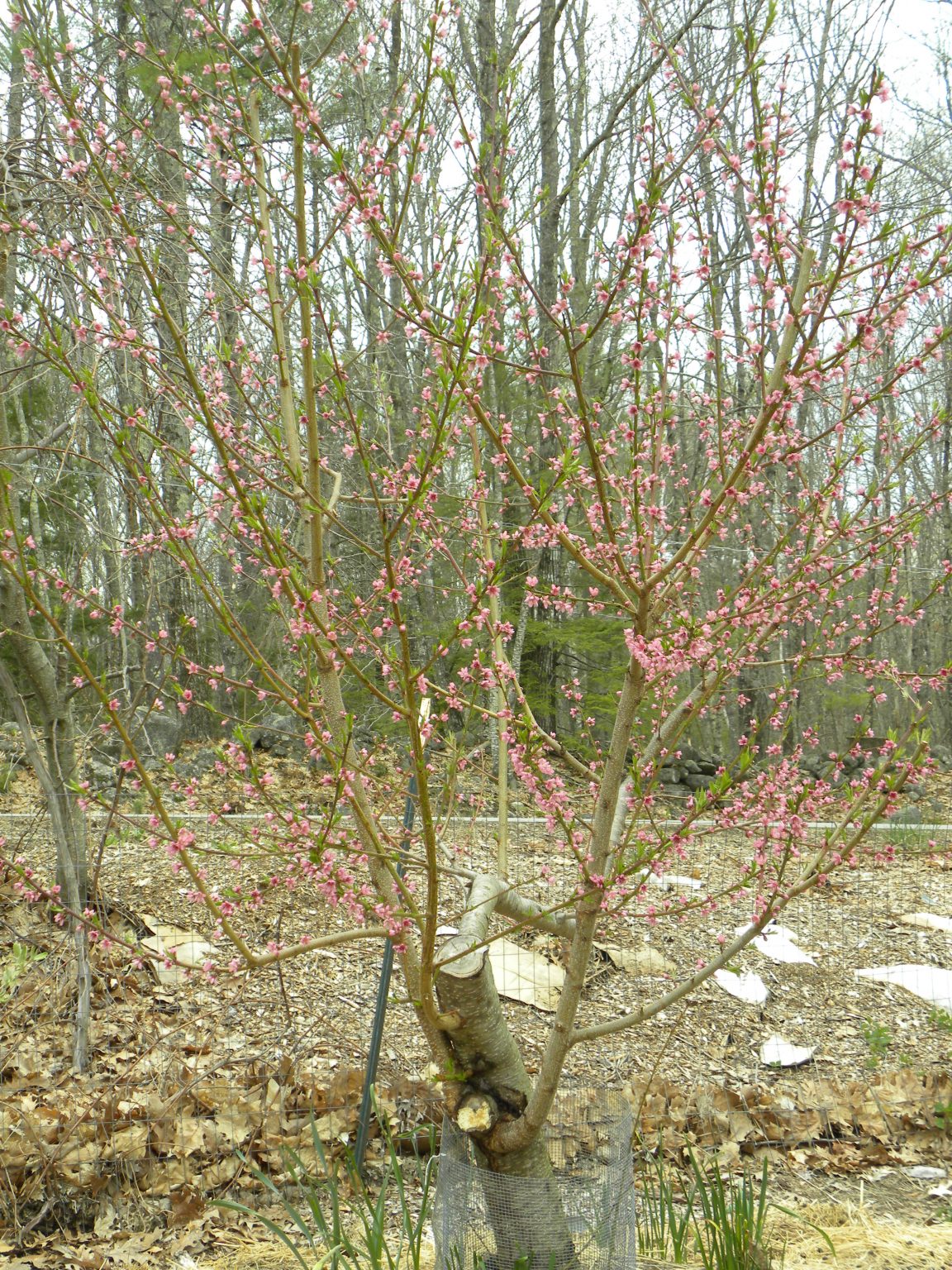 Living Land Permaculture | Amy and Steve's Homesteading Adventures