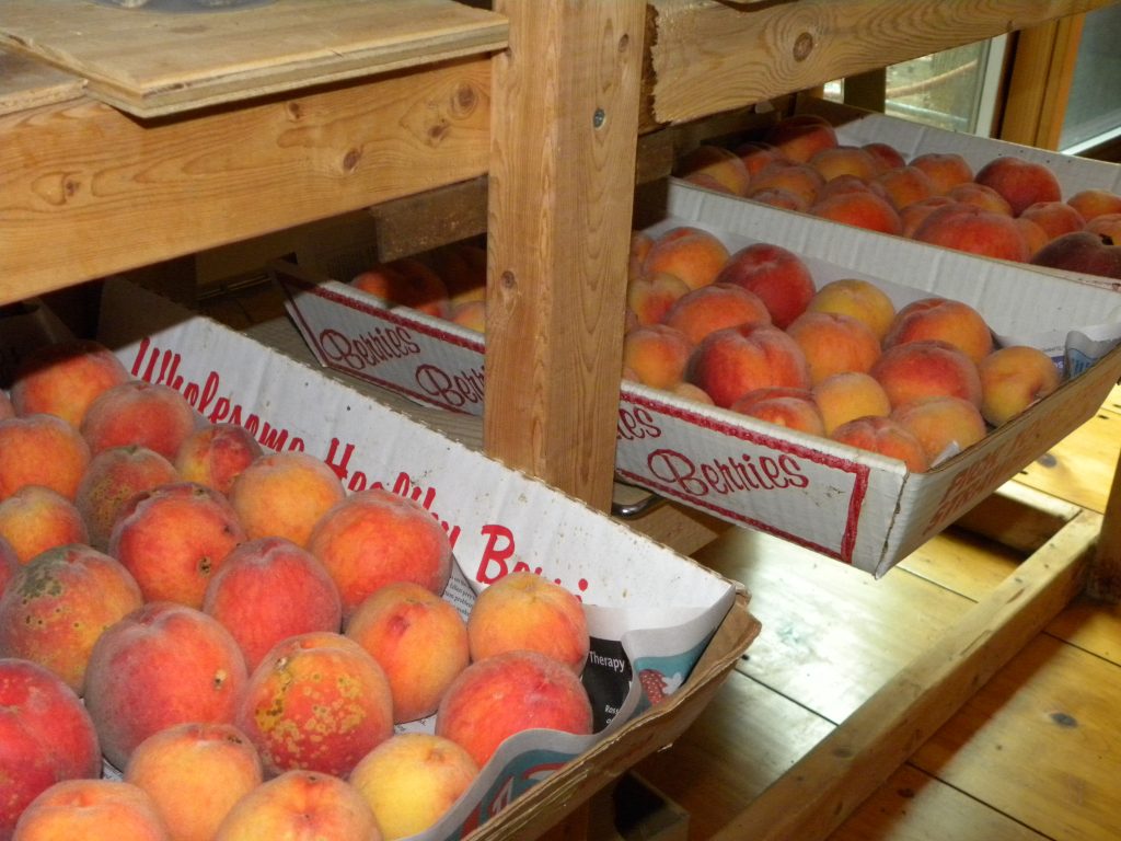Celebrating My Peaches | Living Land Permaculture
